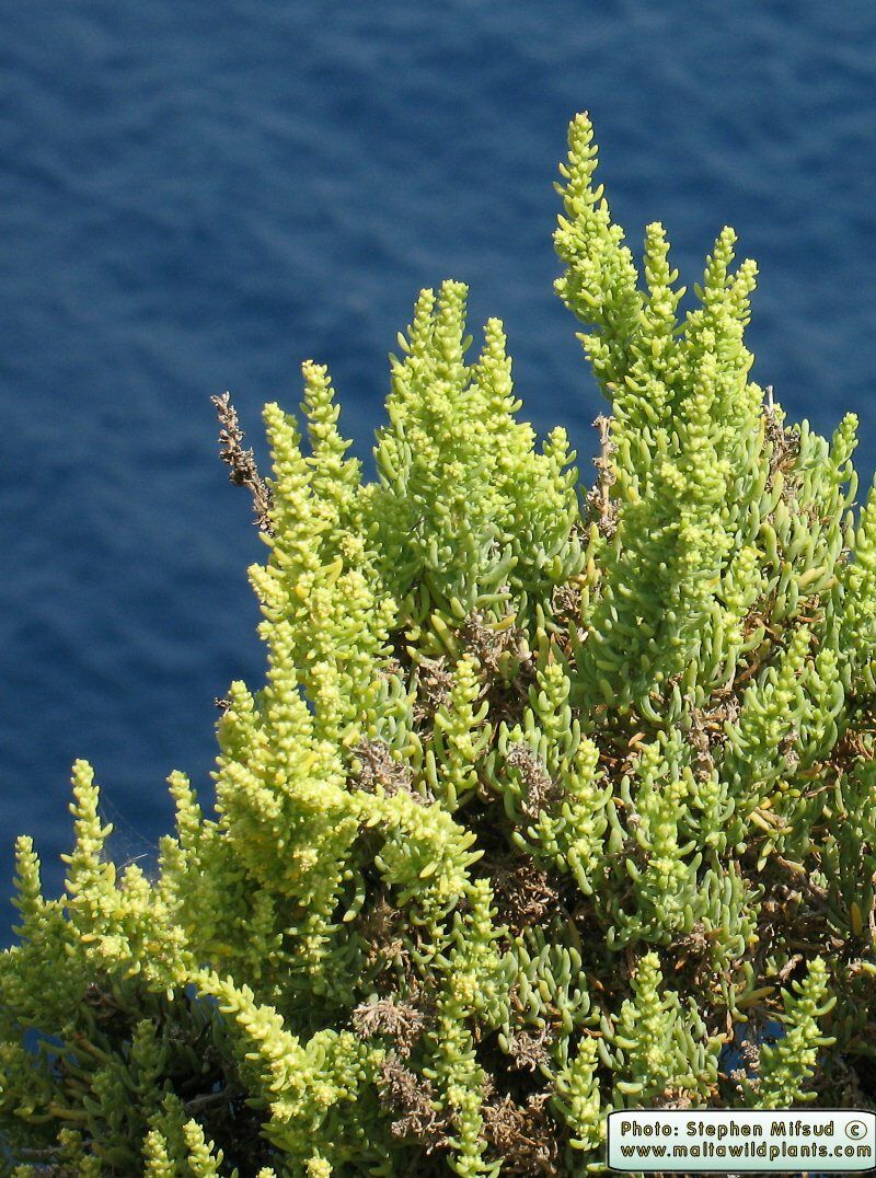 Priority & Endangered Species (Flora) - Nature Trust - FEE Malta