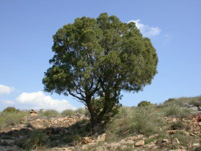 Priority & Endangered Species (Flora) - Nature Trust - FEE Malta