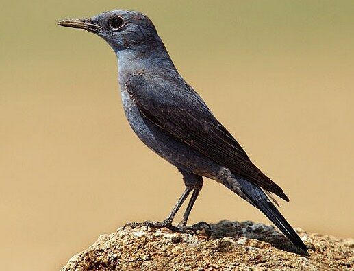 Priority & Endangered Species (Fauna) - Nature Trust - FEE Malta