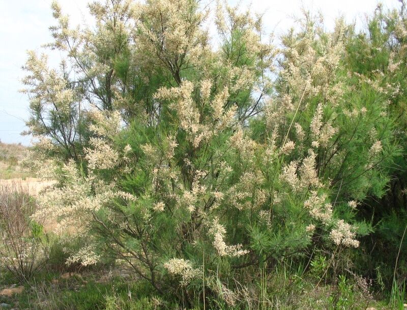 Priority & Endangered Species (Flora) - Nature Trust - FEE Malta