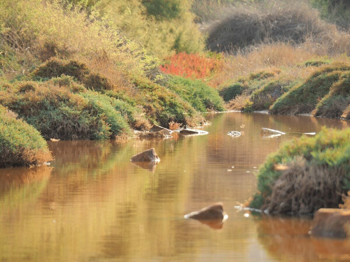 Il Ballut Natura 2000 site - Marsaxlokk - Nature Trust - FEE Malta